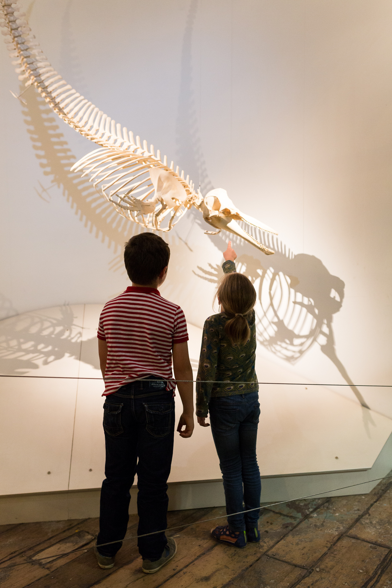 Dolphins! The Port River Pod | Maritime Museum